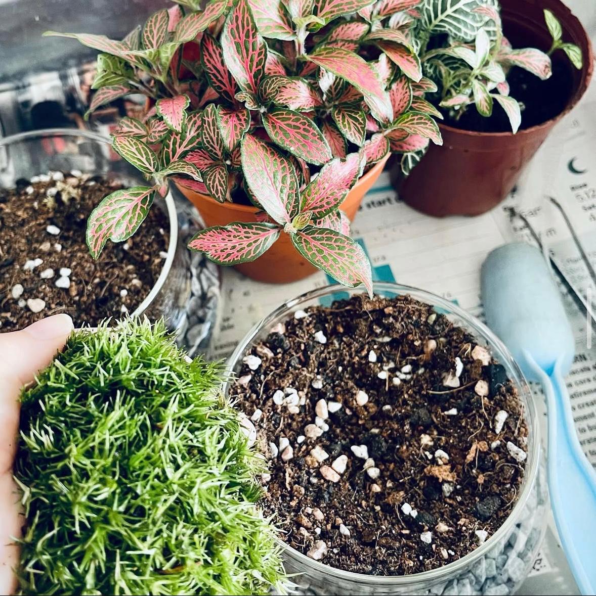 DIY Sets – The Capsule Story